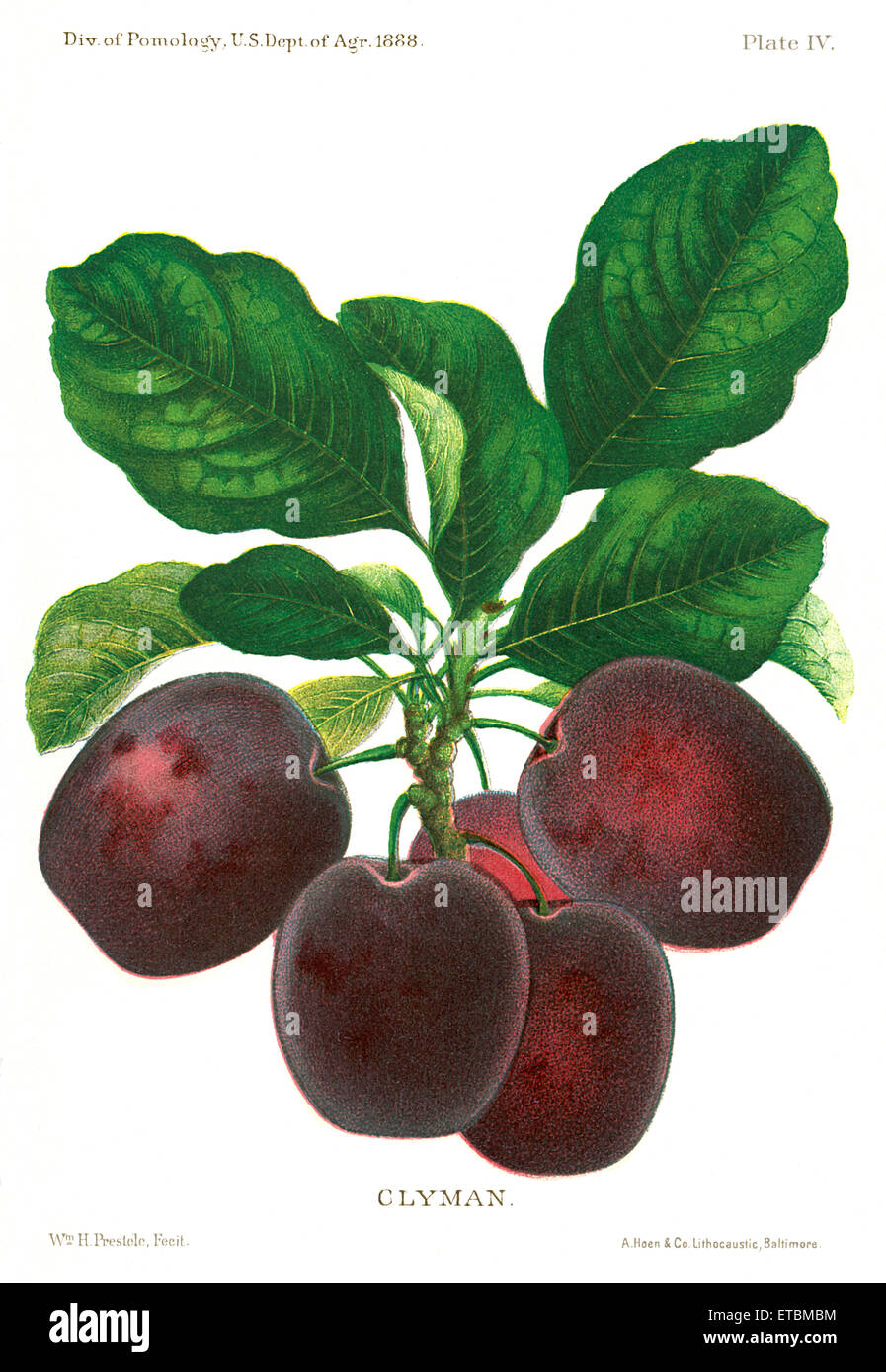 Clyman plum hi-res stock photography and images - Alamy