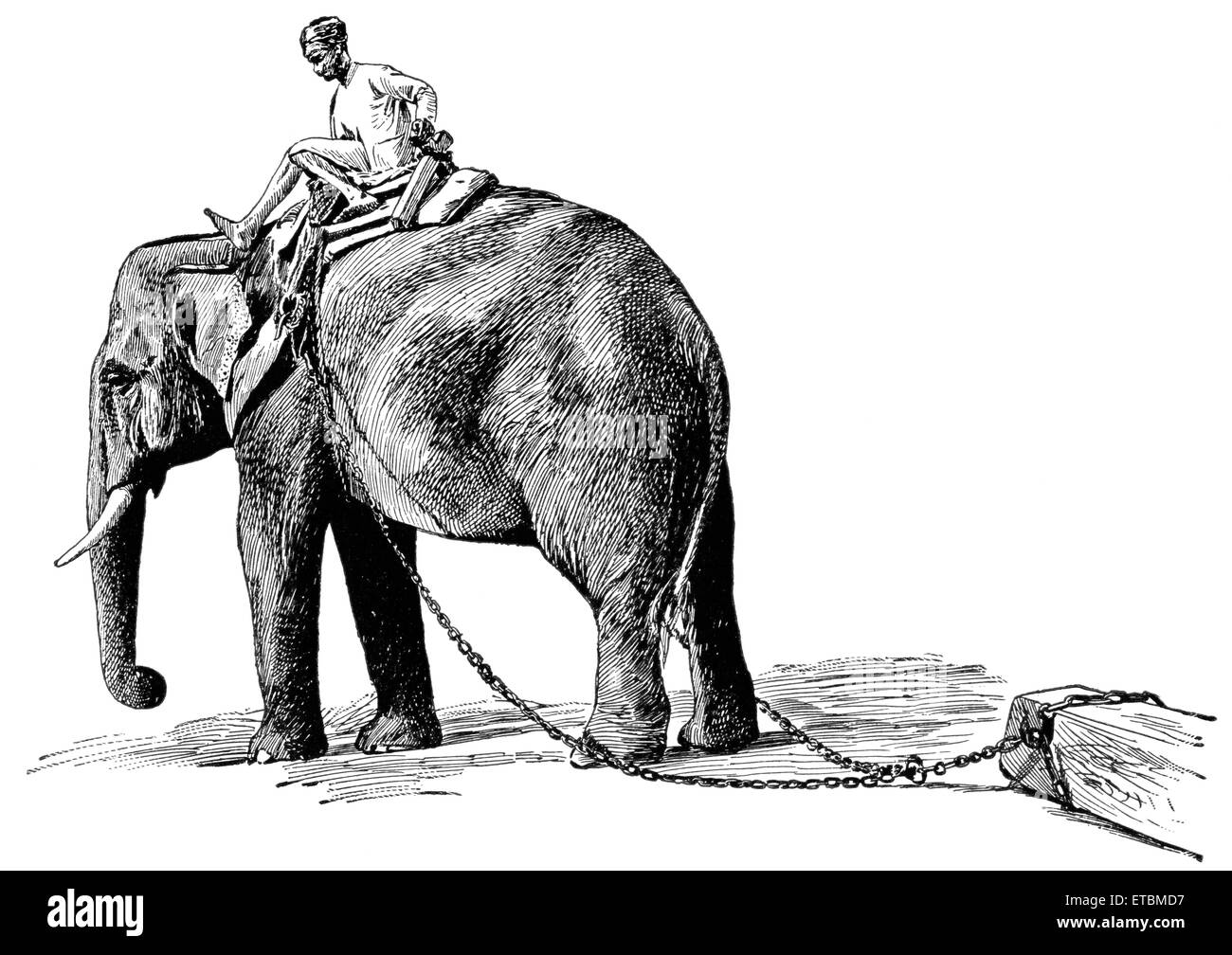 Elephant Pulling Timber, Rangoon, Burma, "Classical Portfolio of ...