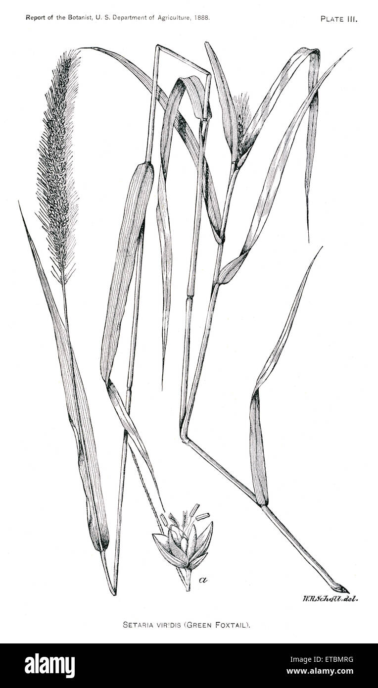 Grasses and Weeds, Setaria Viridis, Green Foxtail, Report of the ...