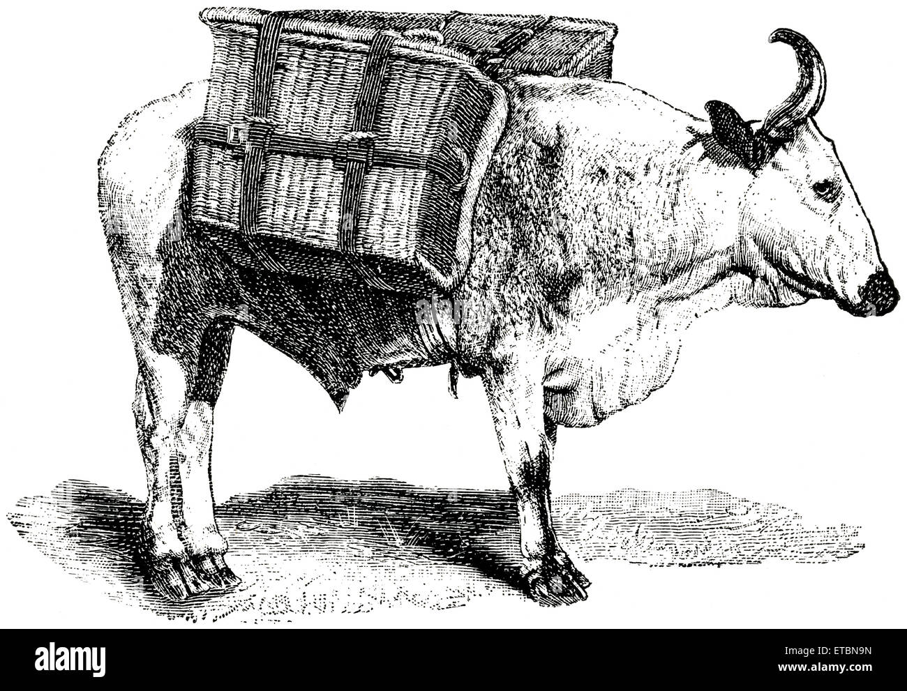 Ox Carrying Baskets, Southwest Africa, "Classical Portfolio of ...