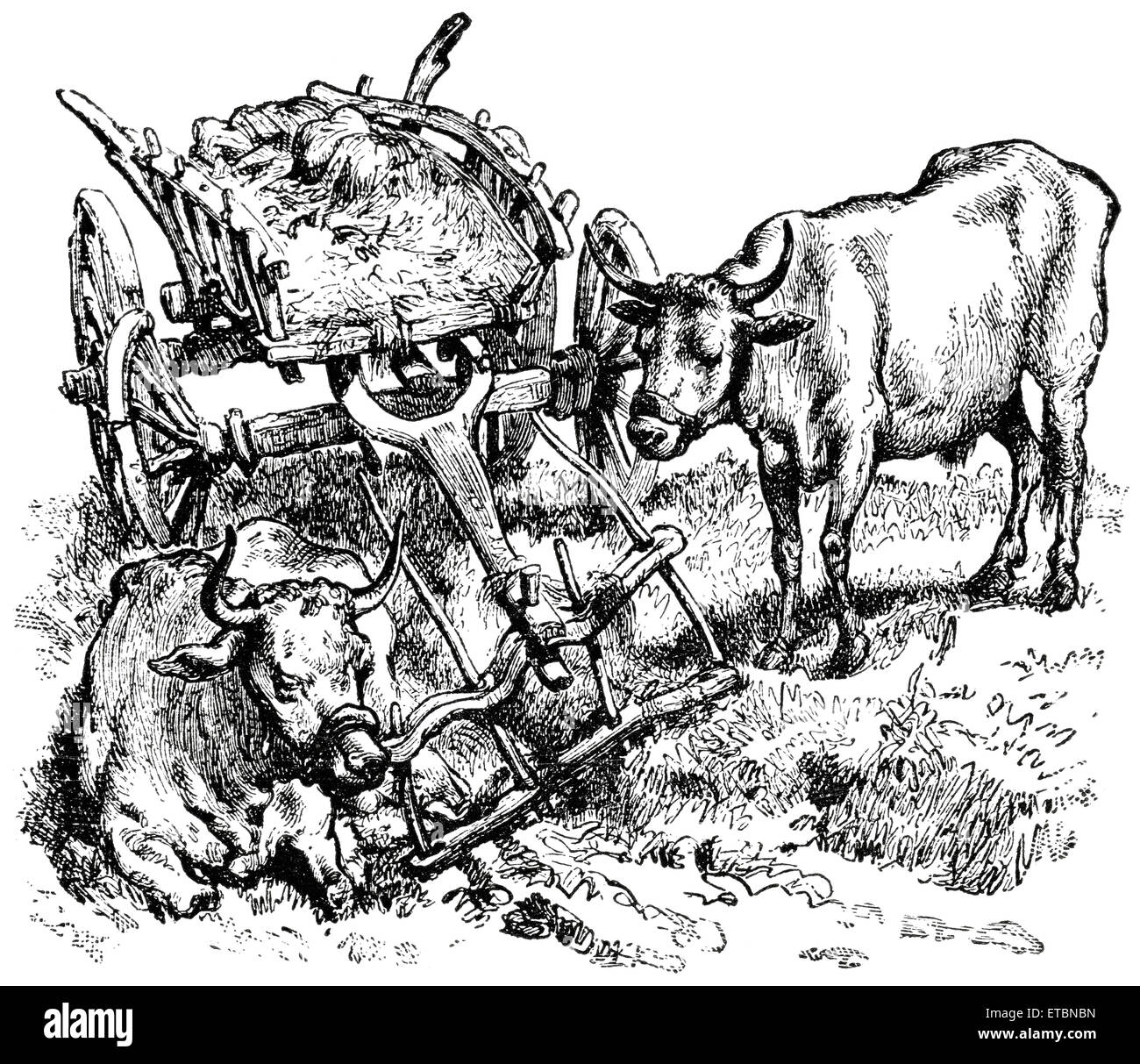 Black and white oxen hi-res stock photography and images - Alamy
