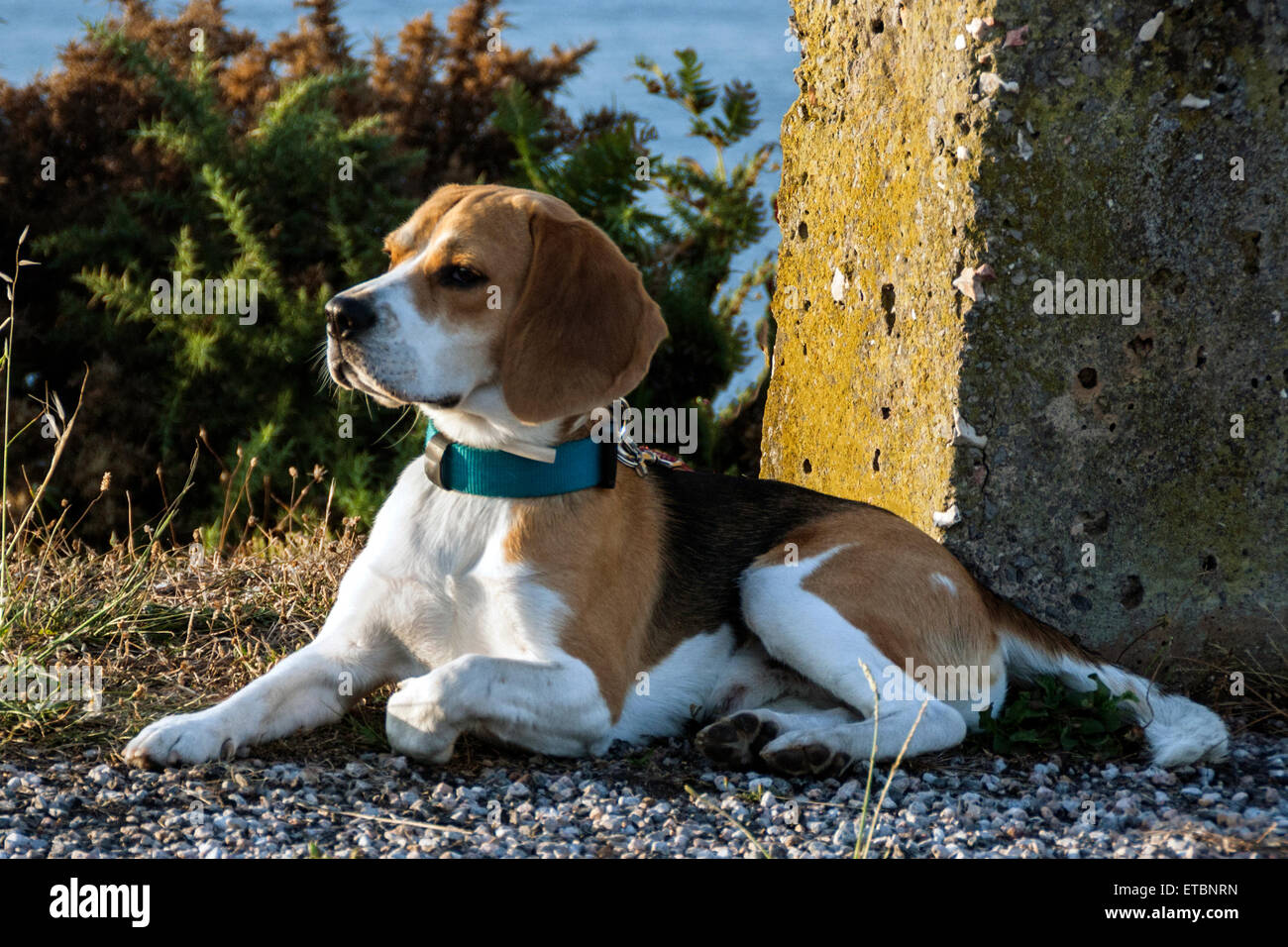 marvelous thinking relaxing beagle looking at horizon Stock Photo - Alamy