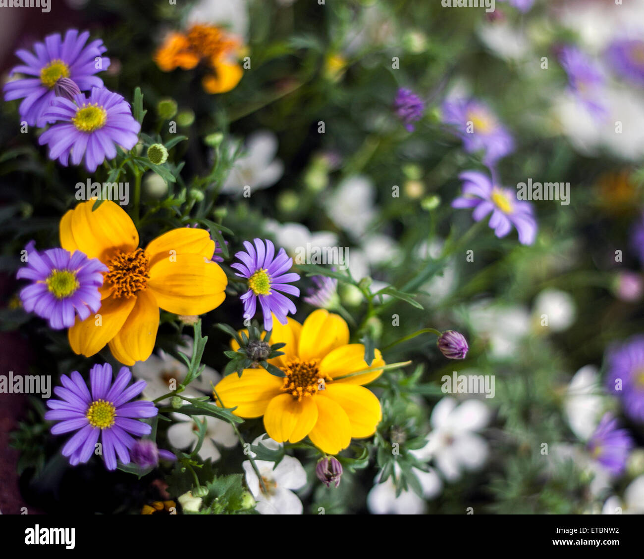Bouquet of different flowers hi-res stock photography and images - Alamy