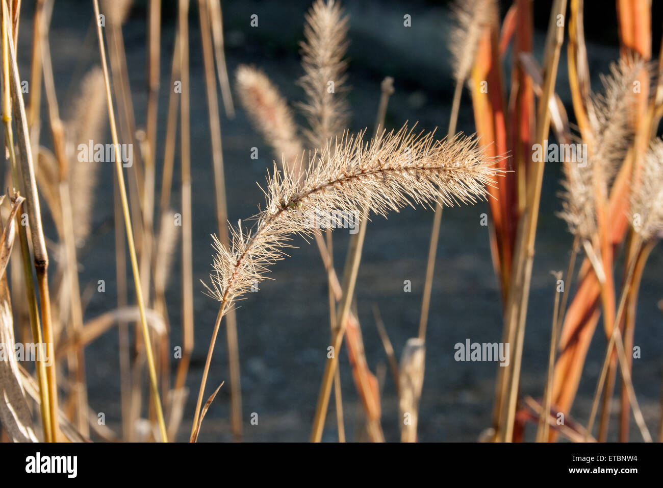 ear of wheat in detail Stock Photo - Alamy