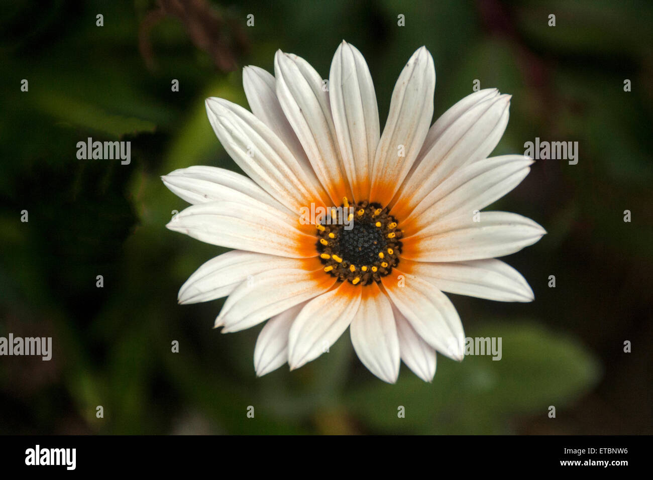 Example flower hi-res stock photography and images - Alamy