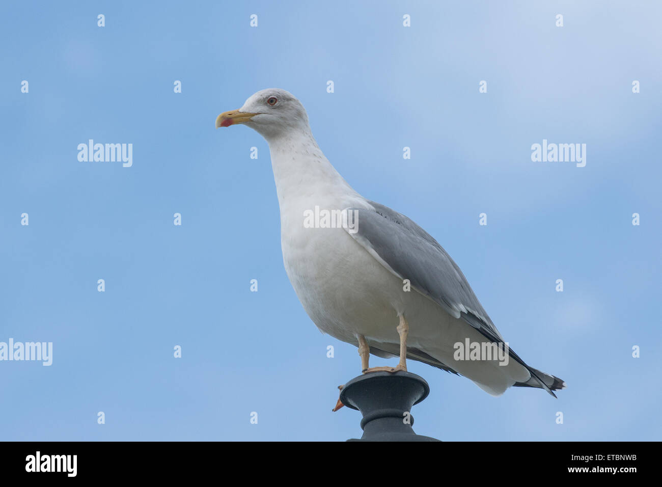 magnificent example of seagull looking at horizon Stock Photo - Alamy