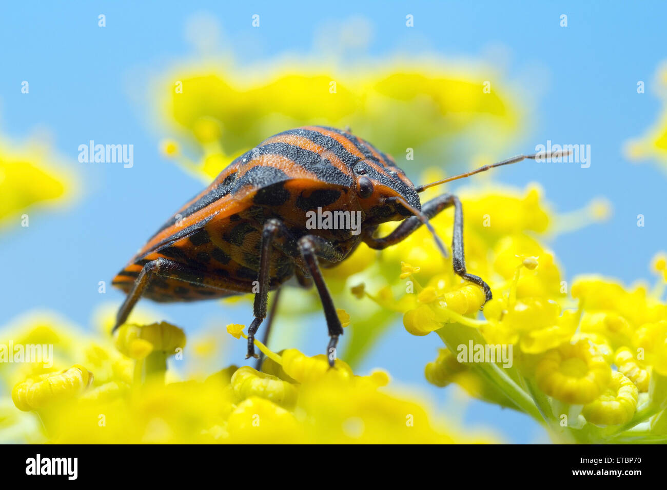 Italian Striped Bug or Minstrel Bug Stock Photo - Alamy