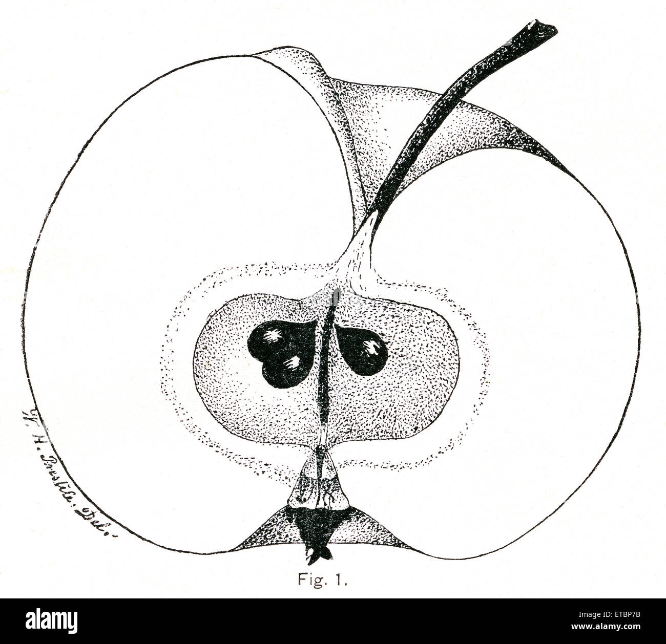 Borovinka apple hi-res stock photography and images - Alamy