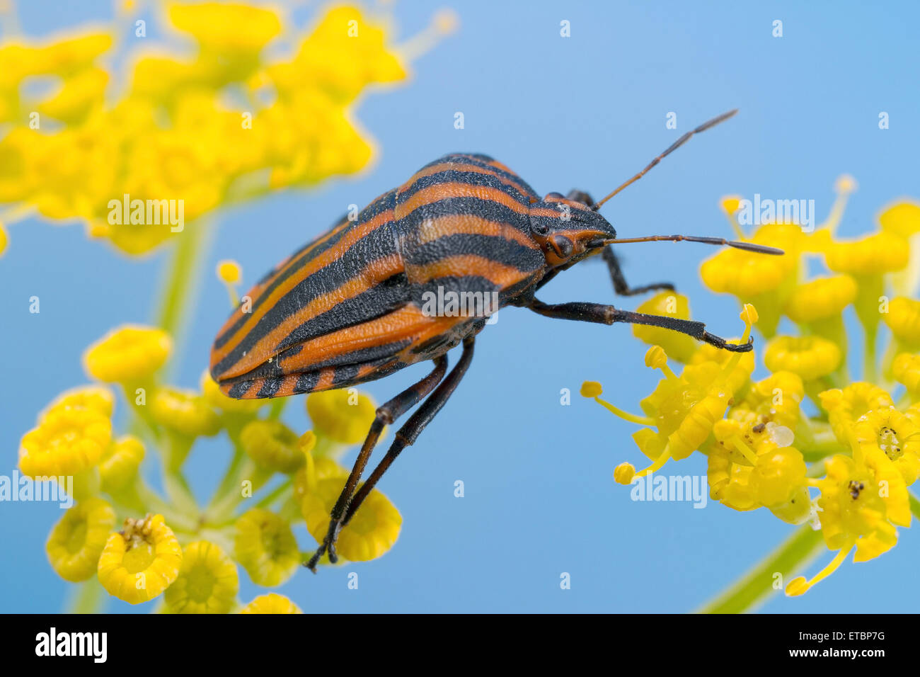 Italian Striped Bug or Minstrel Bug Stock Photo - Alamy