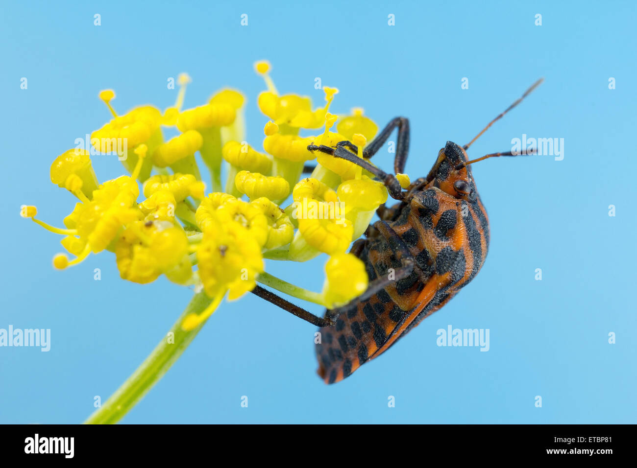 Italian Striped Bug or Minstrel Bug Stock Photo - Alamy