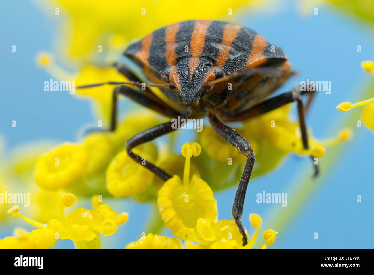 Italian insects hi-res stock photography and images - Alamy