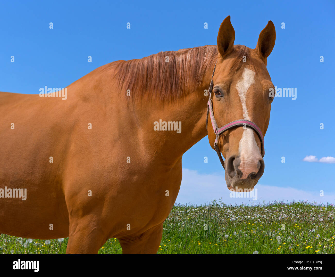 Sorrel Hair High Resolution Stock Photography and Images - Alamy
