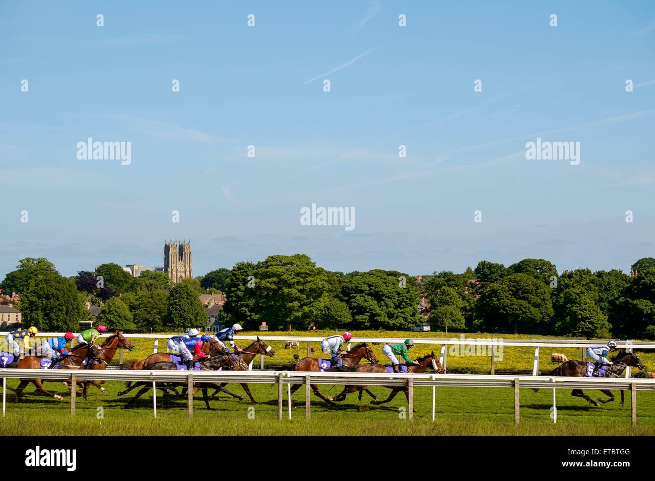 Horse racing at Beverley. The 4:30 race on a hot day in June. Beverley ...
