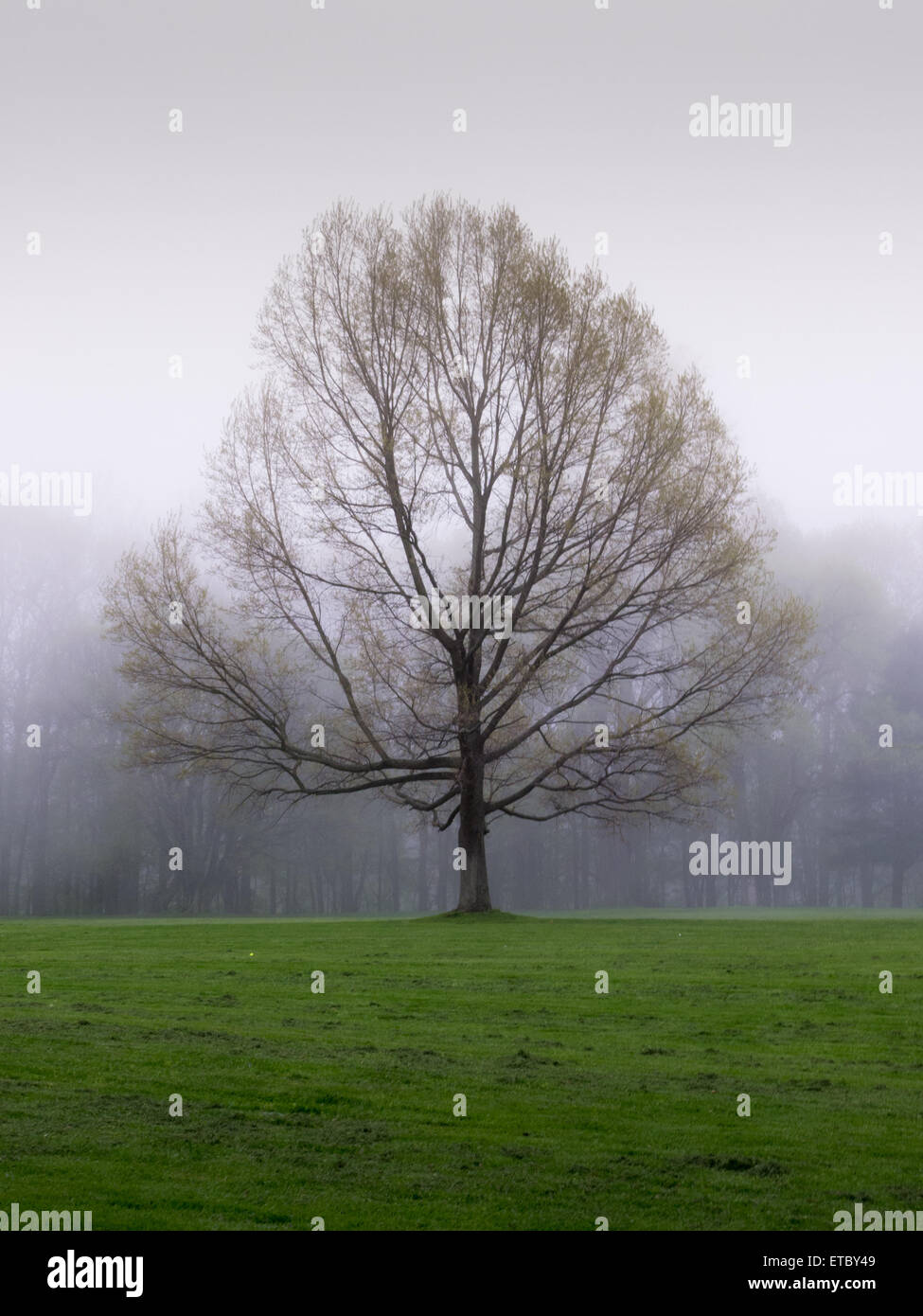 Spring tree in fog on green lawn Stock Photo - Alamy