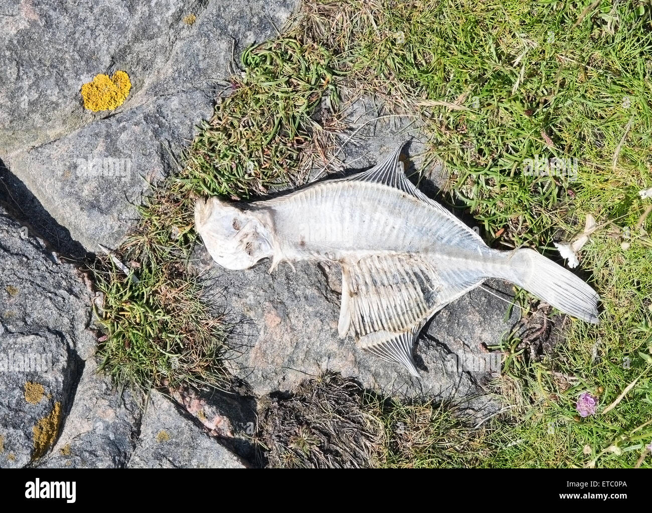 Fish skeleton hi-res stock photography and images - Alamy