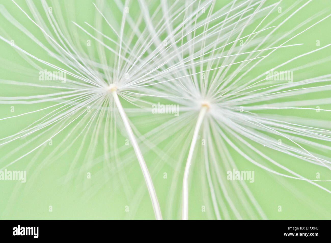Dandelion seeds background abstract macro photo Stock Photo - Alamy