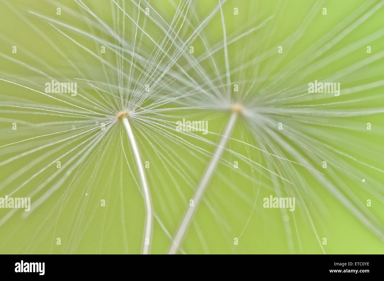 Dandelion seeds background abstract macro photo Stock Photo - Alamy