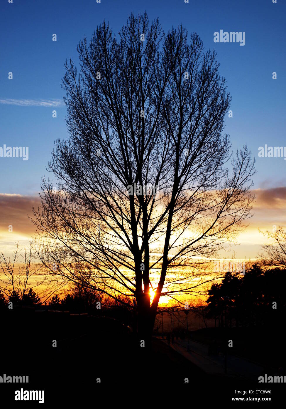 Tree in the setting sun. Very nice silhouette Stock Photo - Alamy