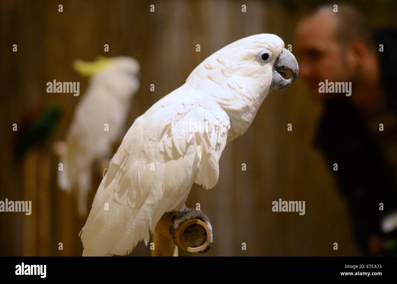 Parrots are displayed at an exhibition in the town of Varna, Bulgaria ...