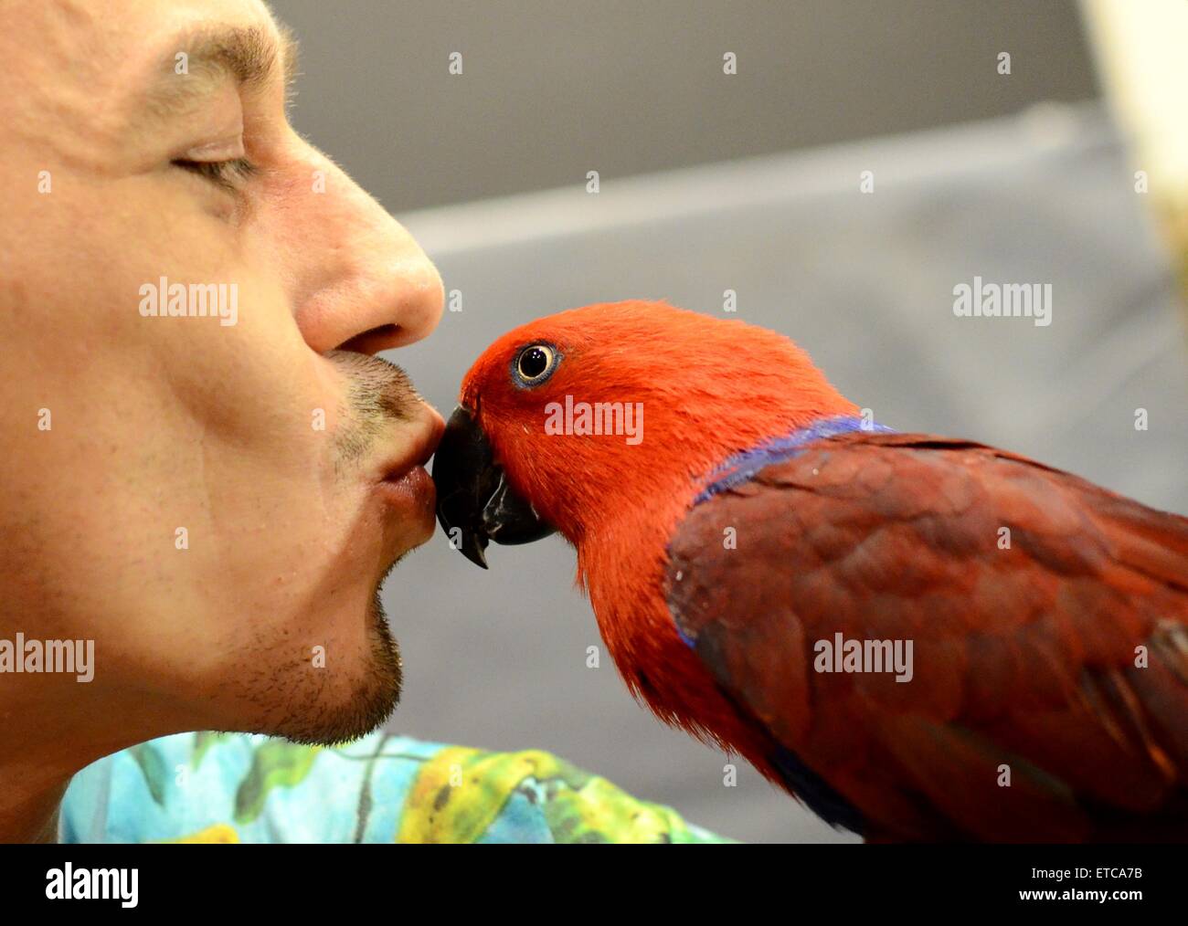 Parrots are displayed at an exhibition in the town of Varna, Bulgaria ...