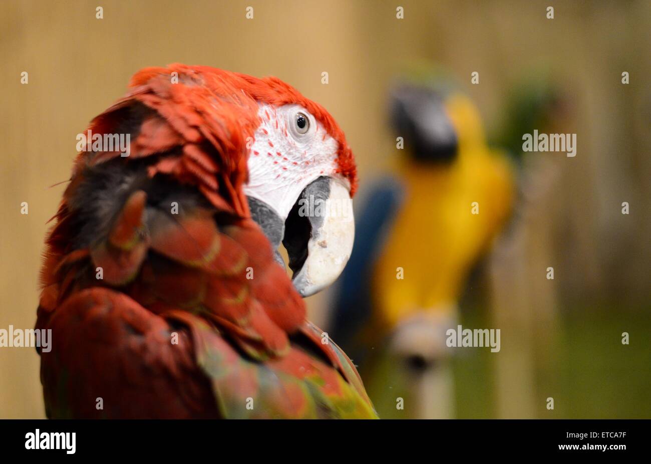 Parrots are displayed at an exhibition in the town of Varna, Bulgaria ...
