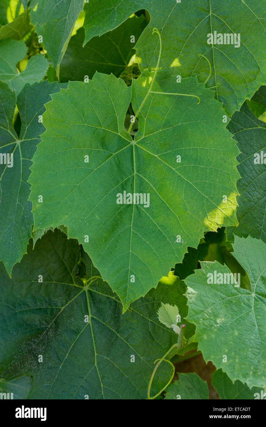 Wine Leaf in wine-yard, vine background with copy-space - vertical shot ...