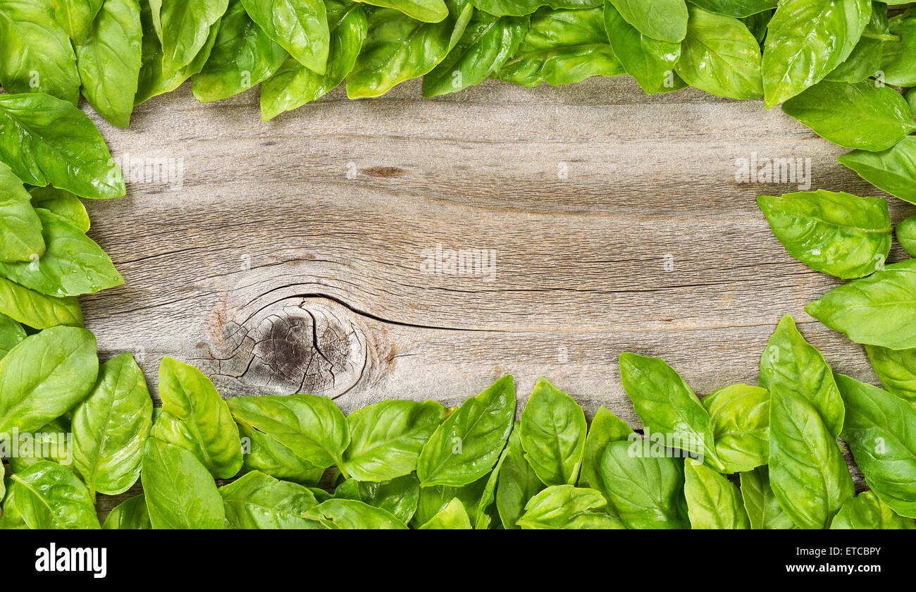 High angled view of freshly picked large basil leafs forming border on ...