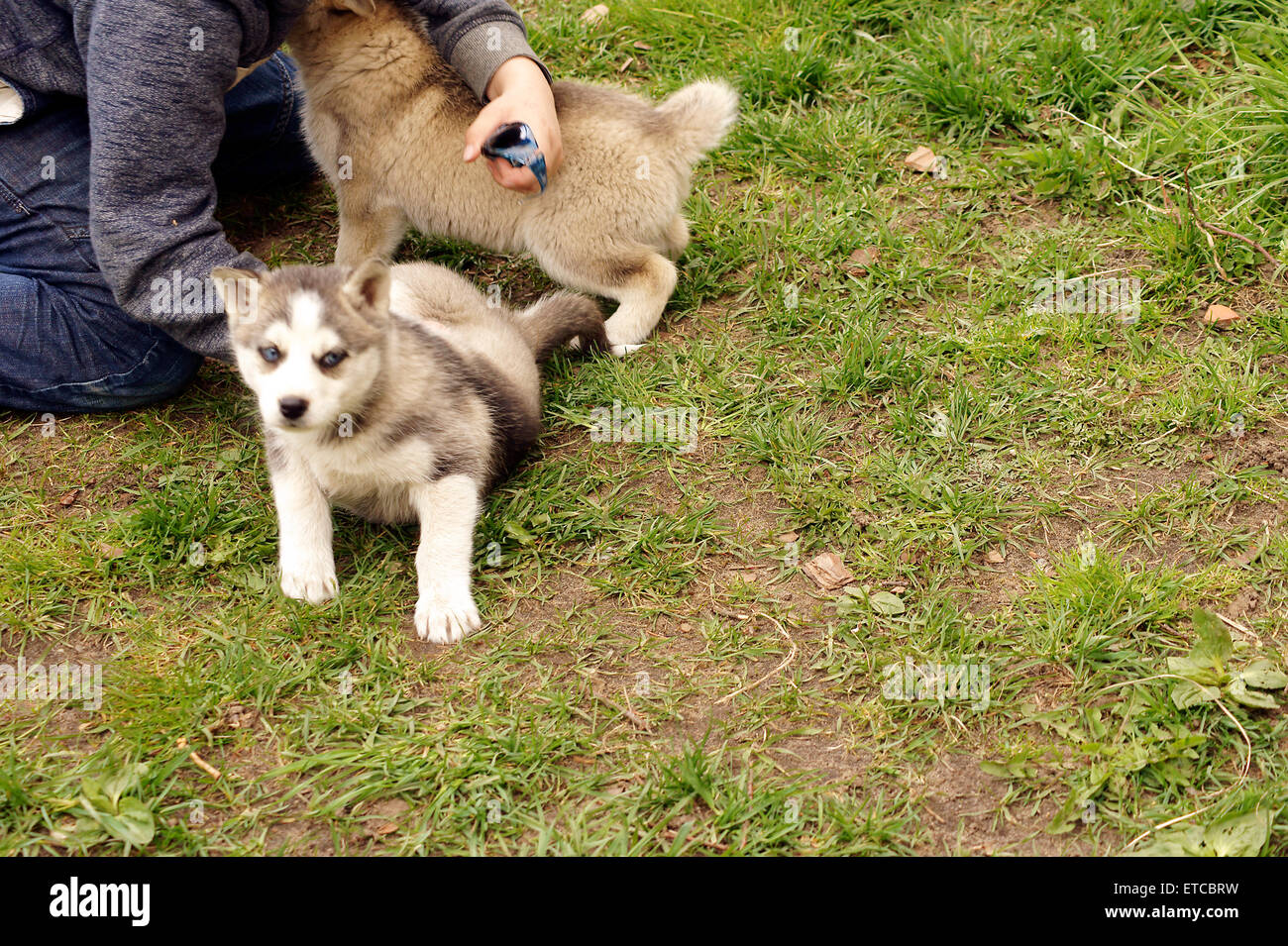 Siberian husky dog puppy hi-res stock photography and images - Alamy
