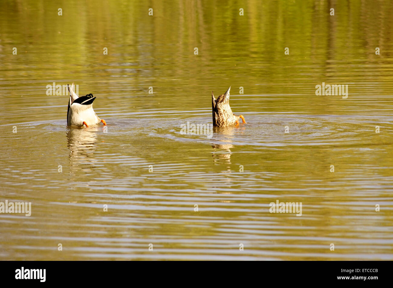 Pair of ducks dive together Stock Photo - Alamy