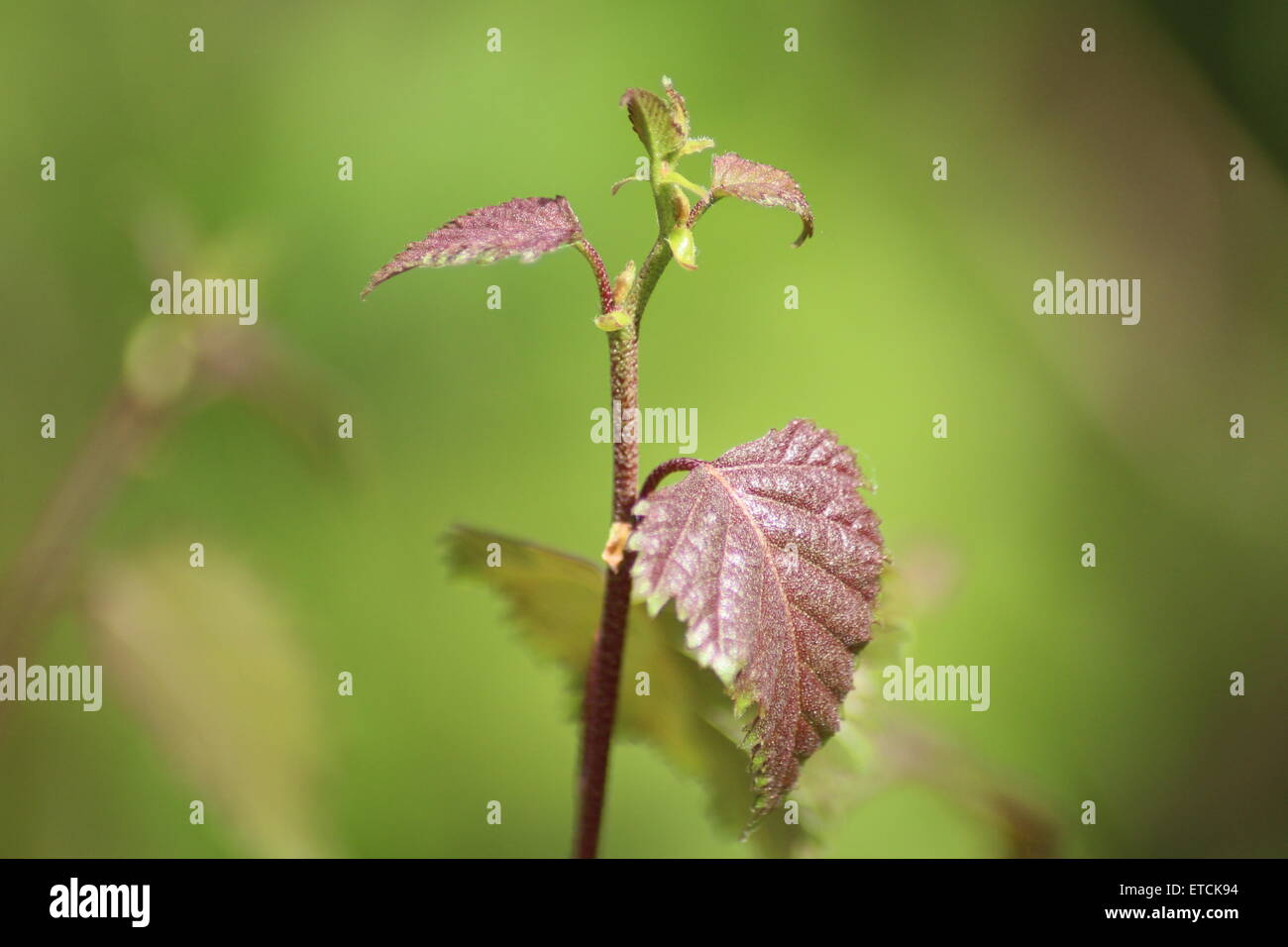 Nettle plant growing wild in spring with beautiful colours Stock Photo ...