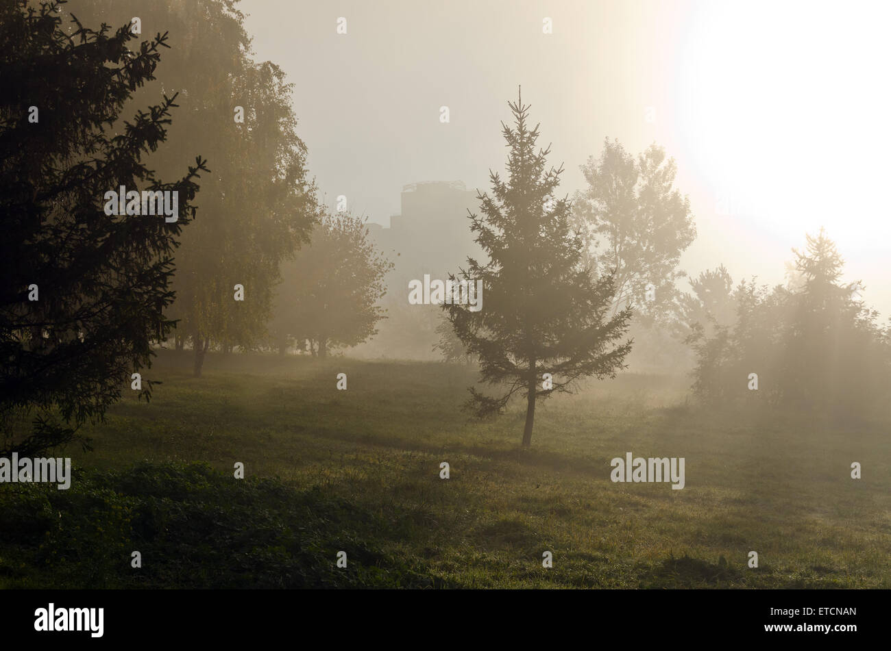 Way above tree line hi-res stock photography and images - Alamy