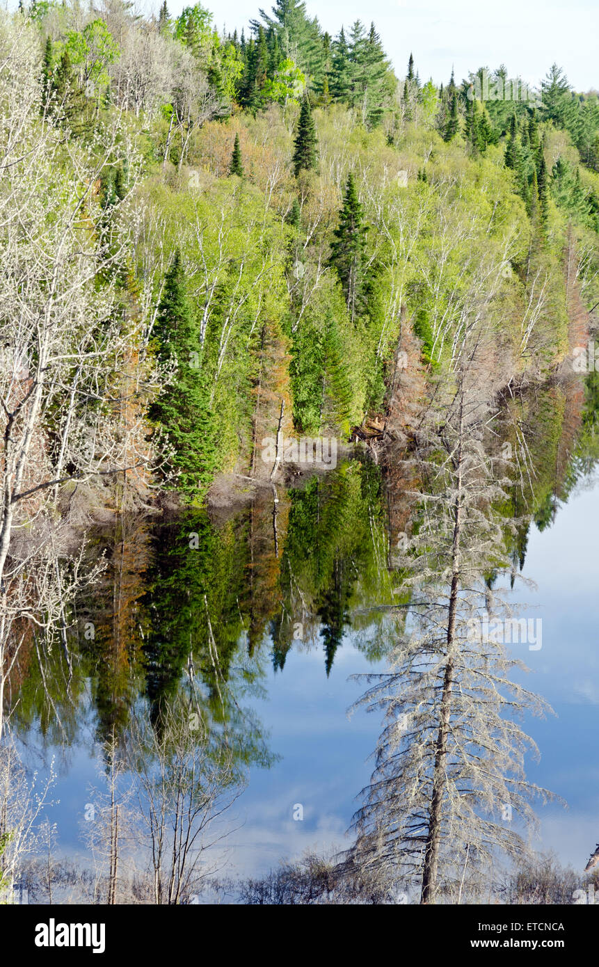 Quebec forest lake hi-res stock photography and images - Alamy