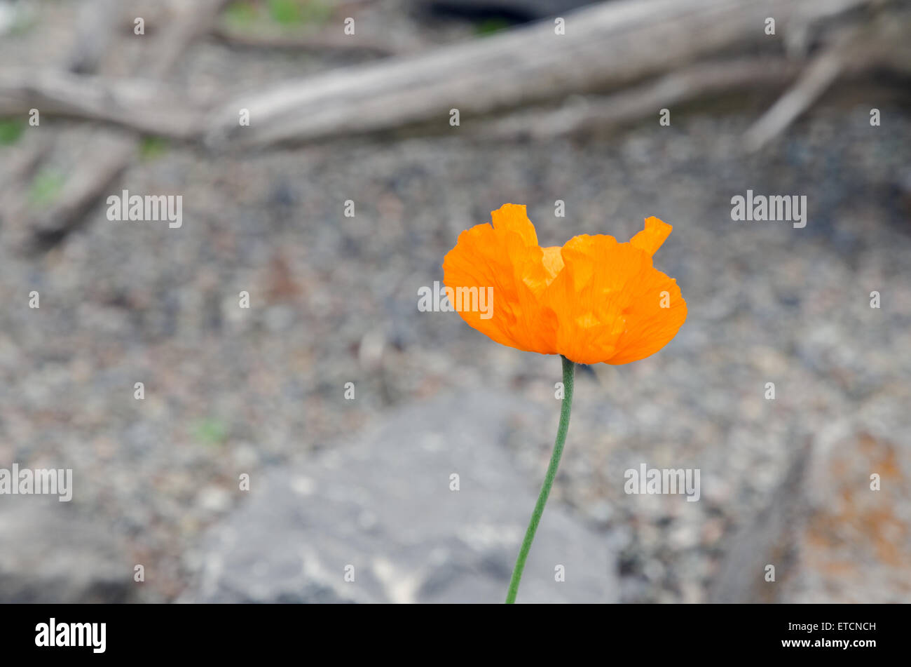 Spring orange leaves hi-res stock photography and images - Alamy