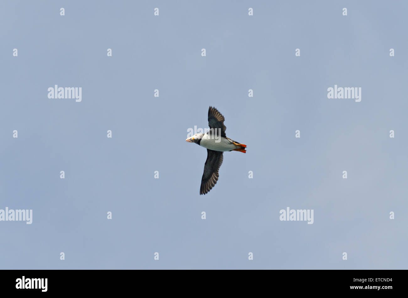 puffin flying near shore of Newfoundland, Canada Stock Photo - Alamy