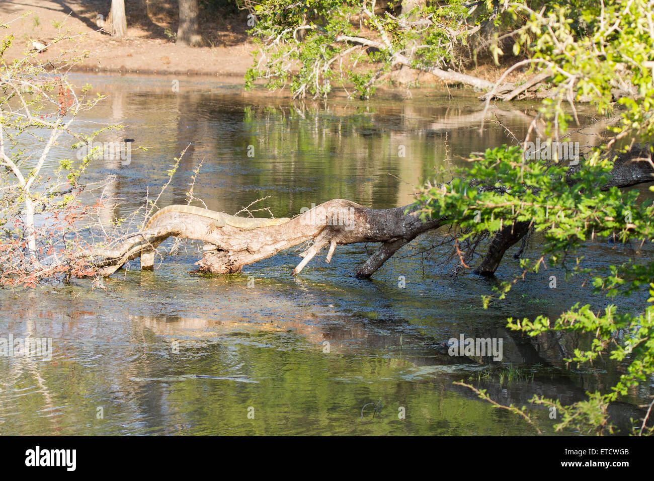 Water monitor resting on fallen tree branch at a waterhole at Phinda ...