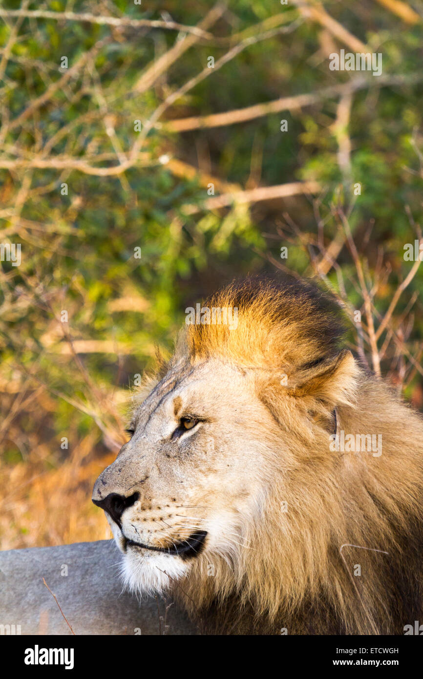Male lion in profile at Phinda Private Game Reserve, South Africa Stock ...