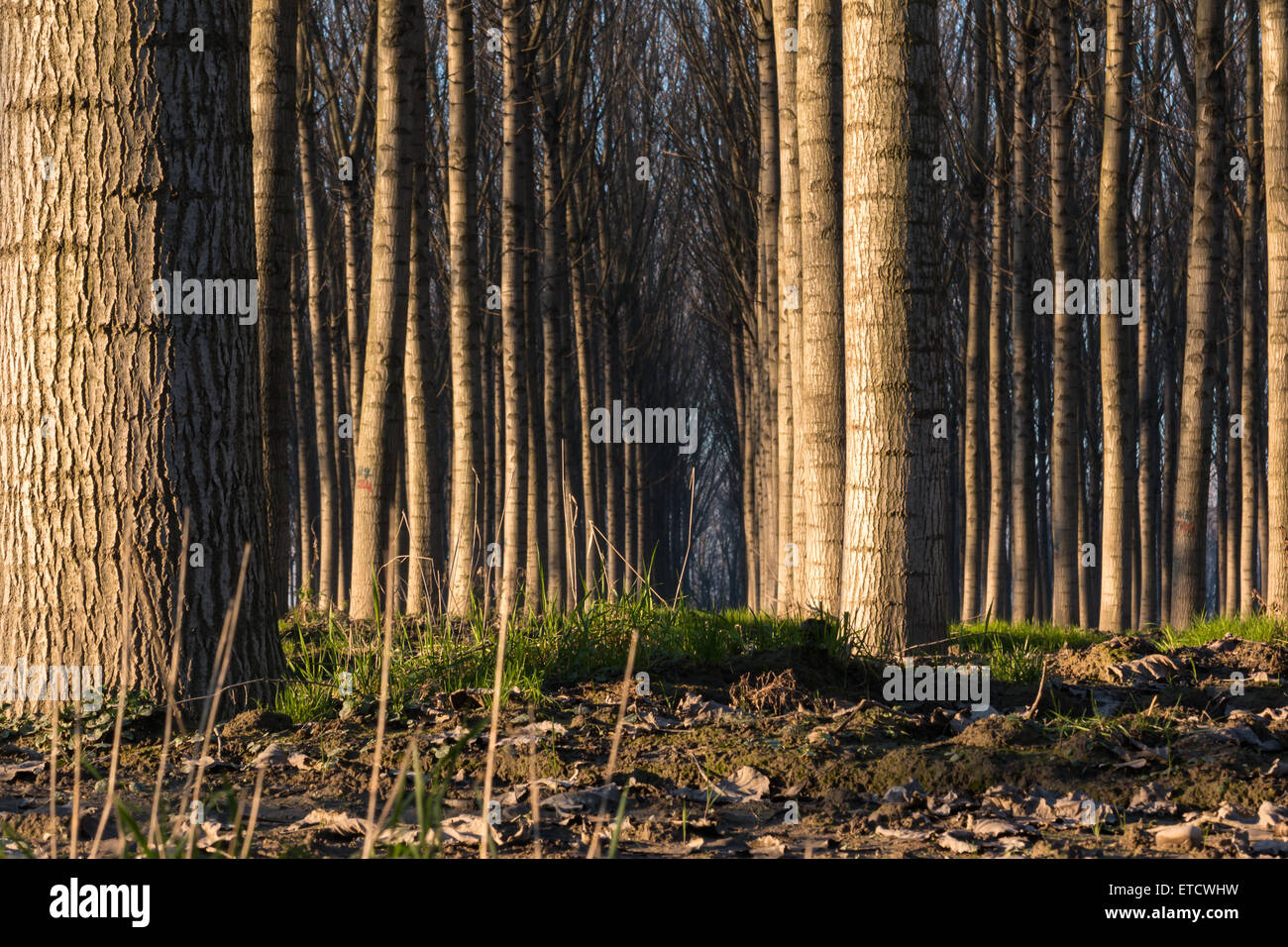 trees in line inside forest, tranquil scenery Stock Photo - Alamy