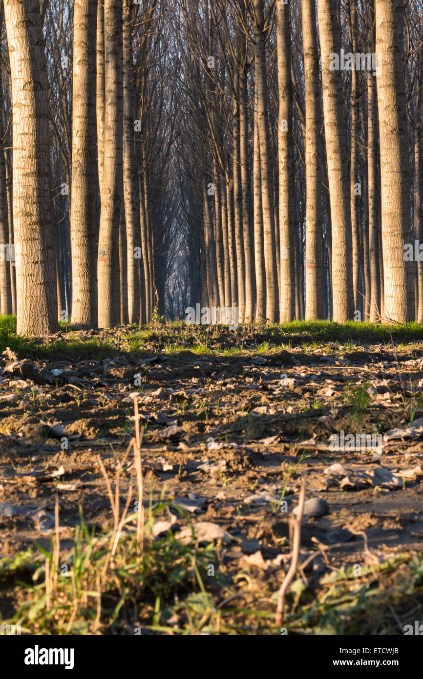 Row sequence tree hi-res stock photography and images - Alamy