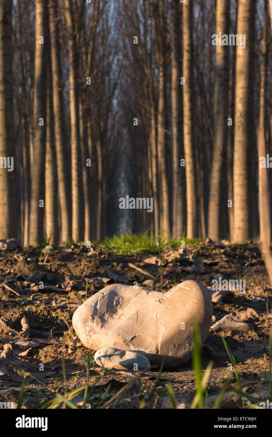 trees in line inside forest, tranquil scenery Stock Photo - Alamy