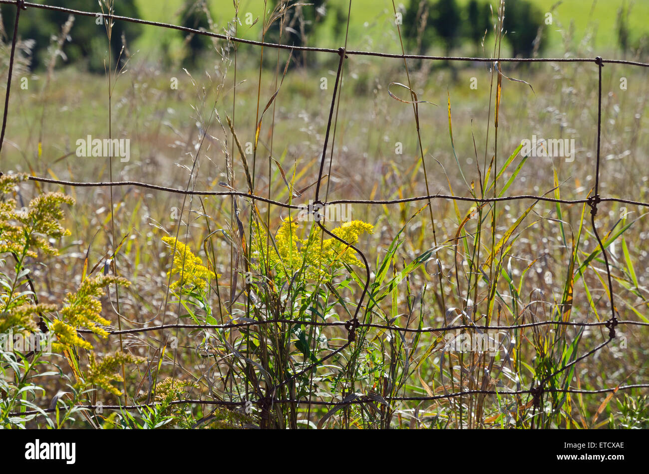 Field with wire fence hi-res stock photography and images - Alamy