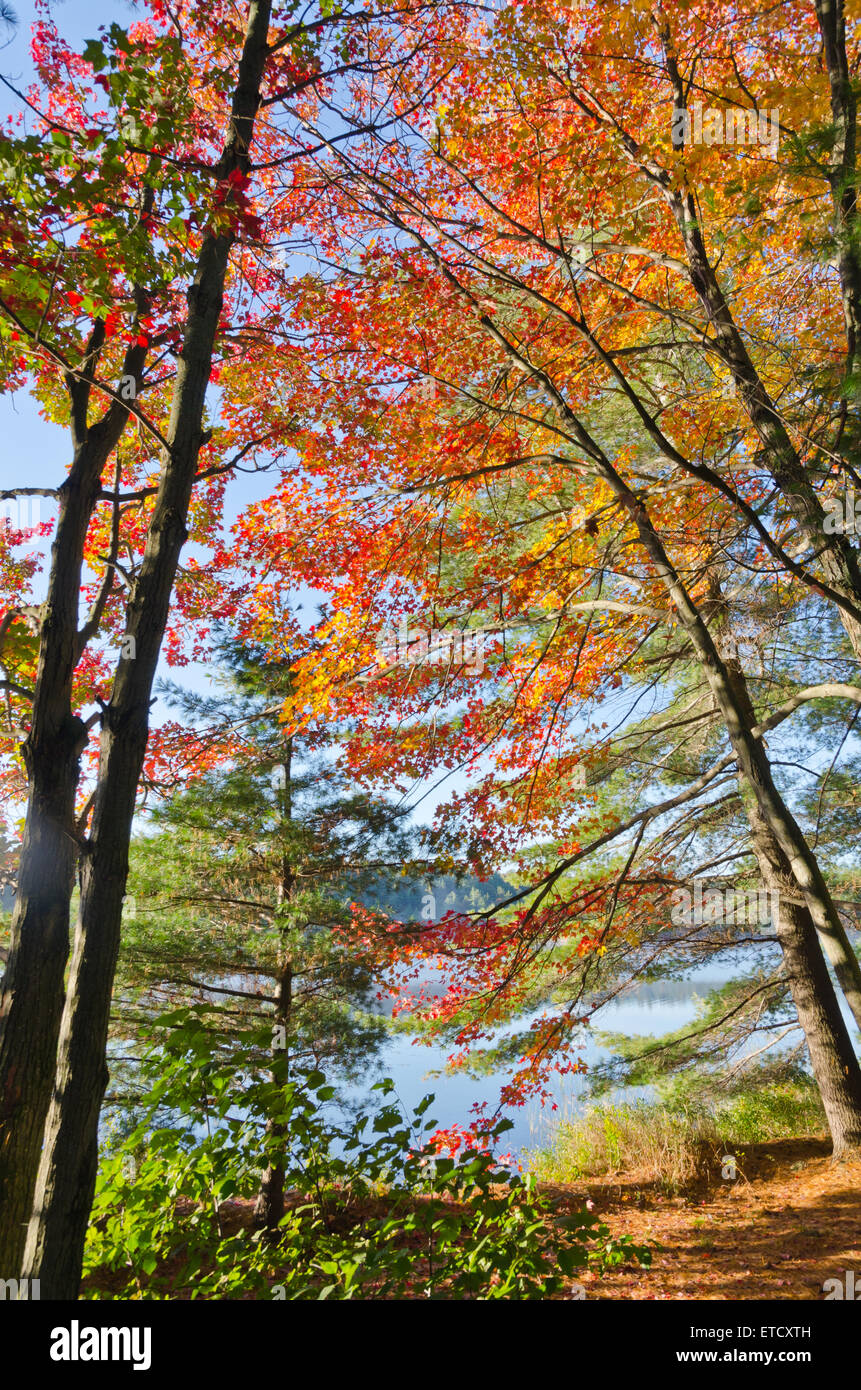 Killarney forest hi-res stock photography and images - Alamy