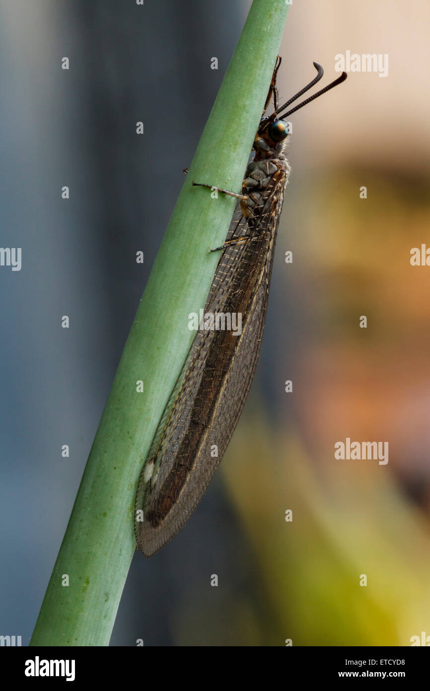 Antlion lacewing hi-res stock photography and images - Alamy