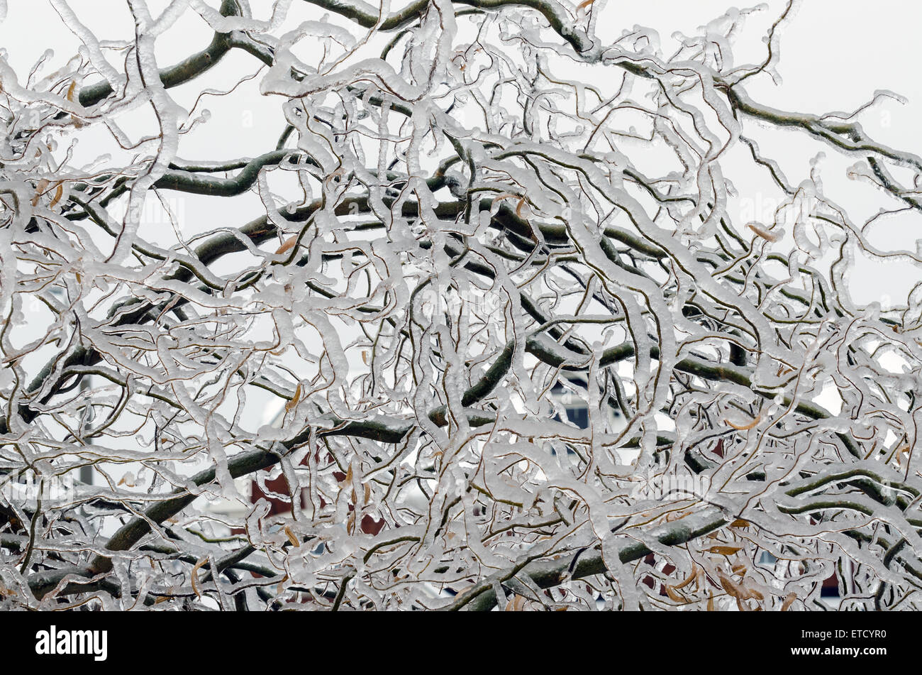 Twigs of tree encased in ice after a freezing rain storm Stock Photo ...