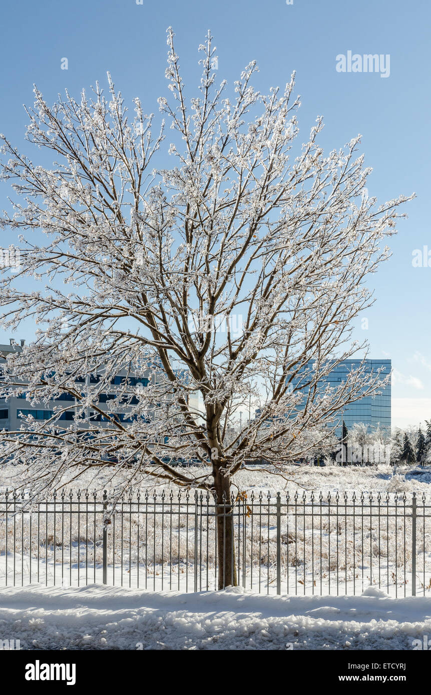 Trees and streets of Canadian town after a freezing rain storm Stock ...