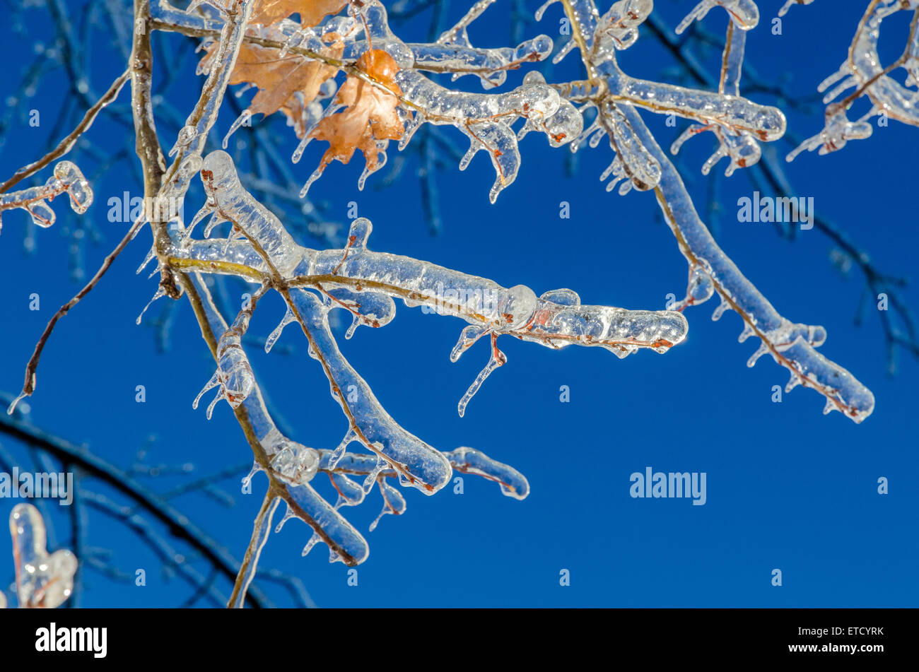 Twigs of tree encased in ice after a freezing rain storm Stock Photo ...