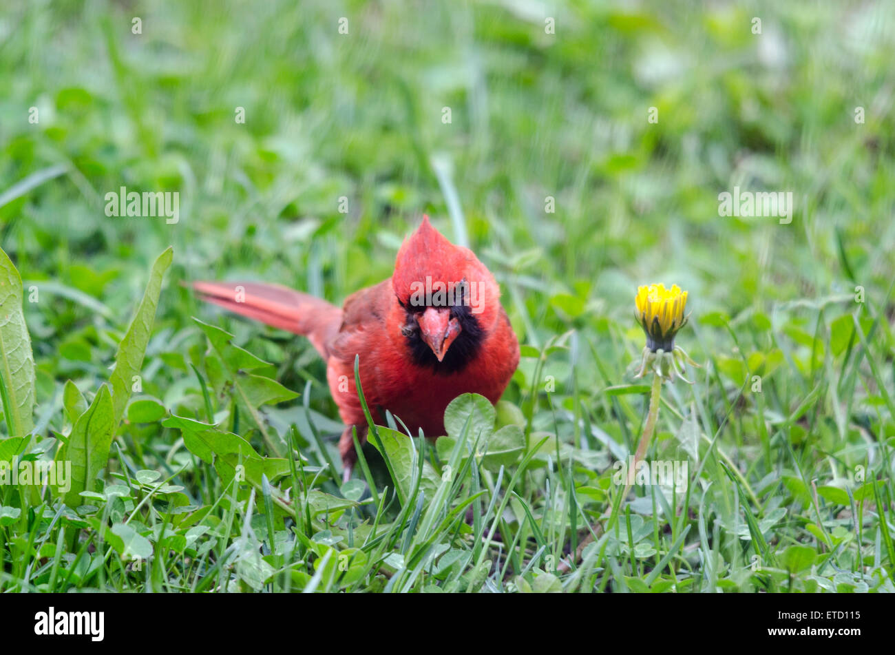 Beautiful Male Northern Cardinal sitting in ghreen grass Stock Photo ...