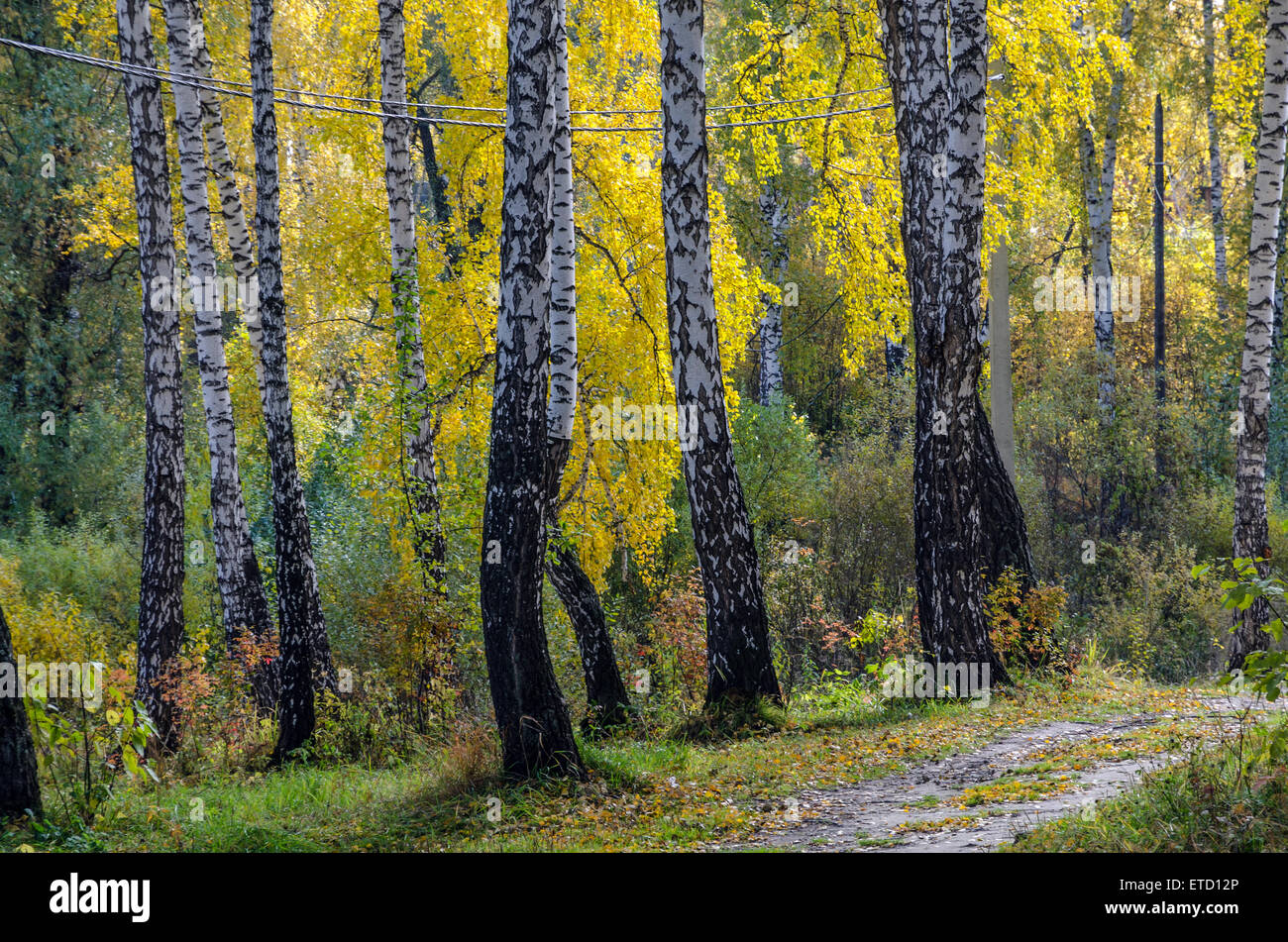 Colorful trees in forest in fall time, Siberia Stock Photo - Alamy