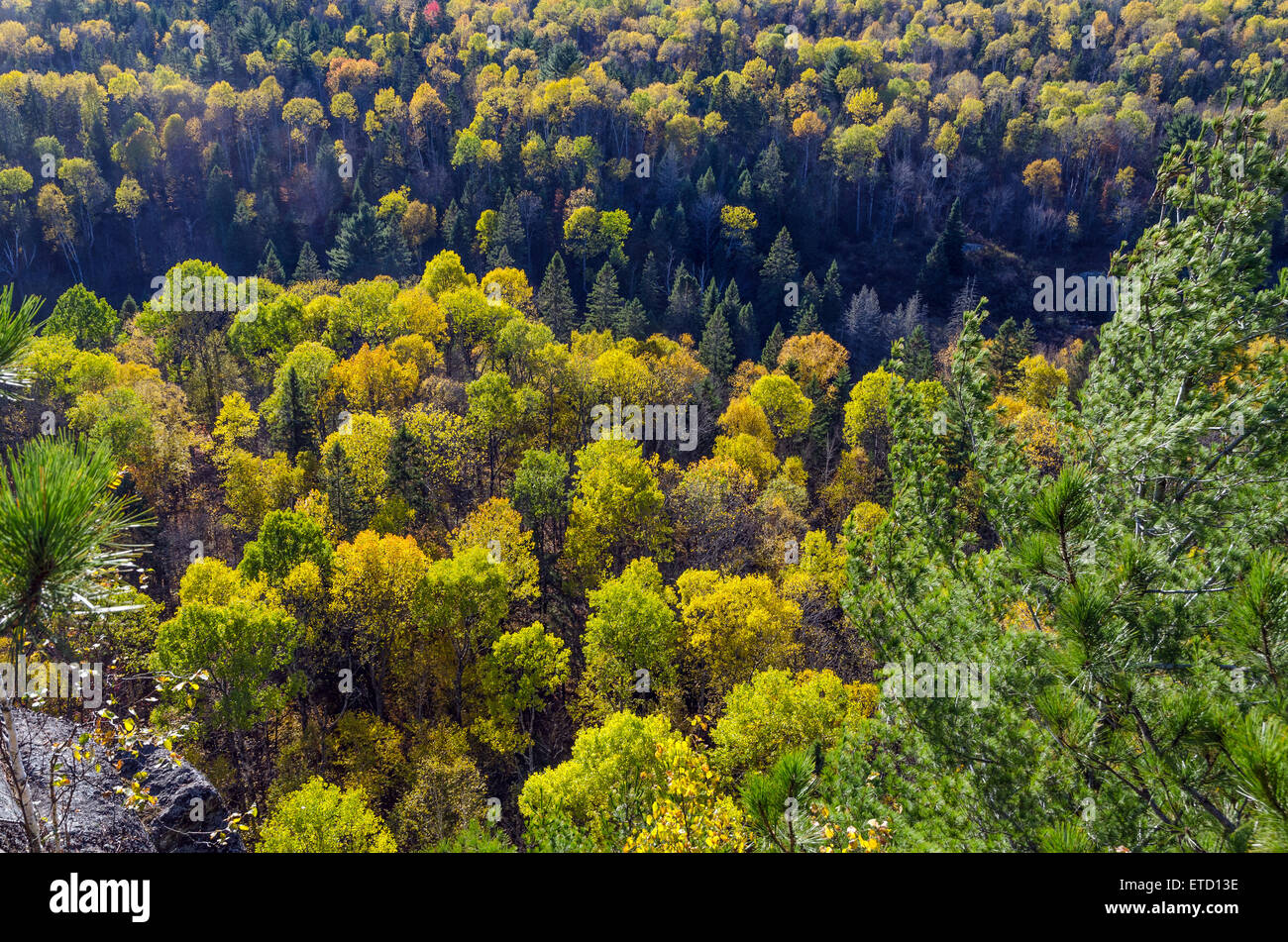 Fall colorful trees in Algonquin park . Ontario, Canada Stock Photo - Alamy