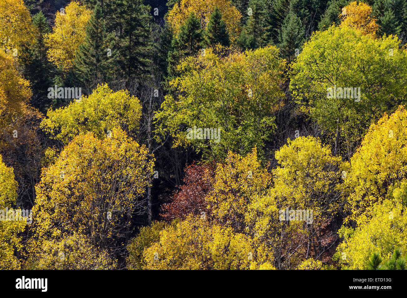 Fall colorful trees in Algonquin park . Ontario, Canada Stock Photo - Alamy