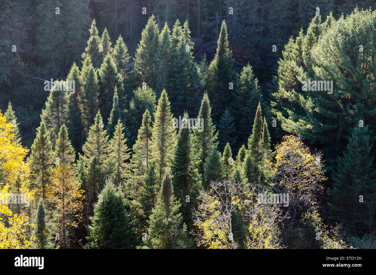 Fall colorful trees in Algonquin park . Ontario, Canada Stock Photo - Alamy